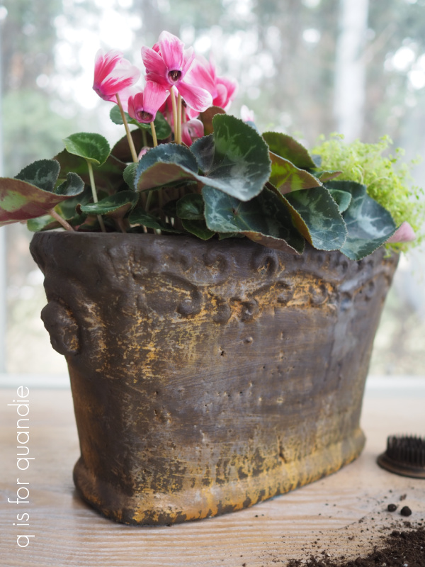 rusty garden stuff. – q is for quandie