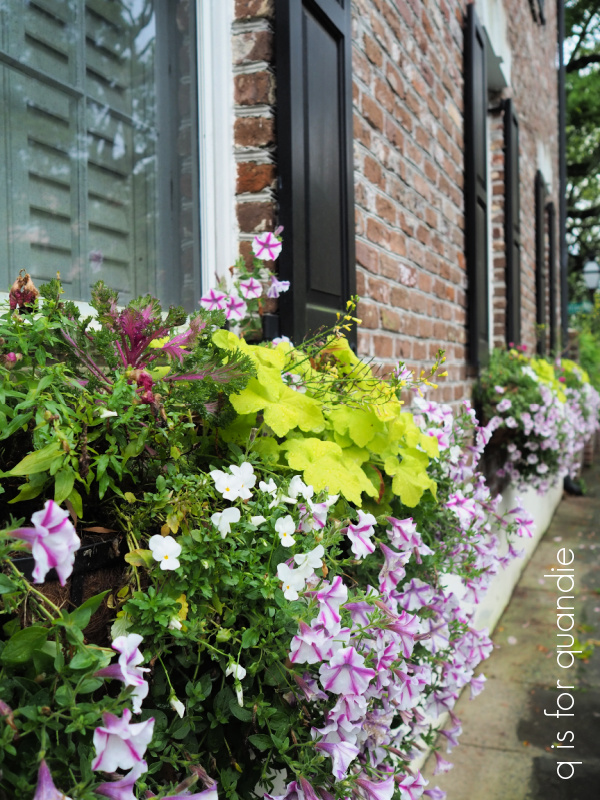 the window boxes of charleston. – q is for quandie