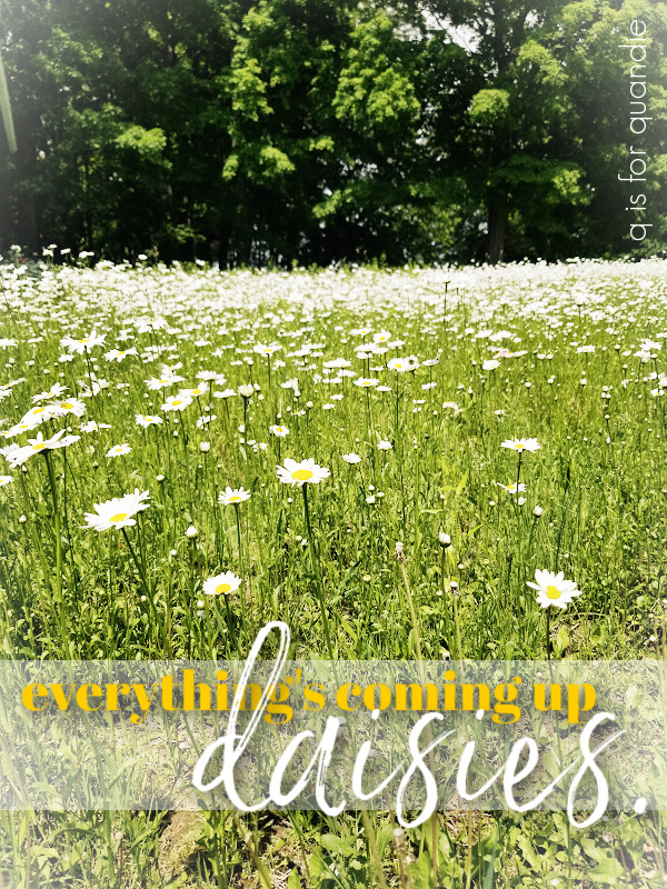 everything’s coming up daisies. – q is for quandie