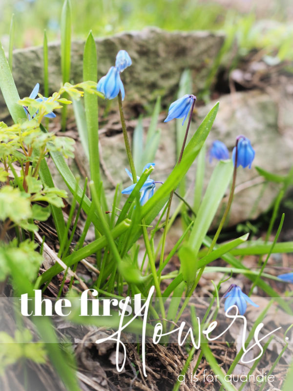 the first flowers. – q is for quandie