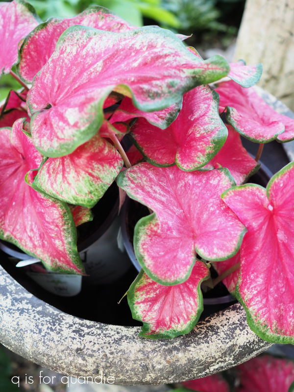 half fancy. – q is for quandie