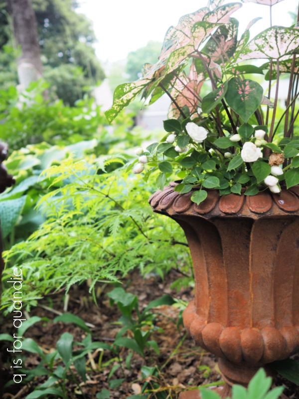 half fancy. – q is for quandie