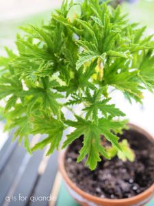 a visit to tangletown. – q is for quandie