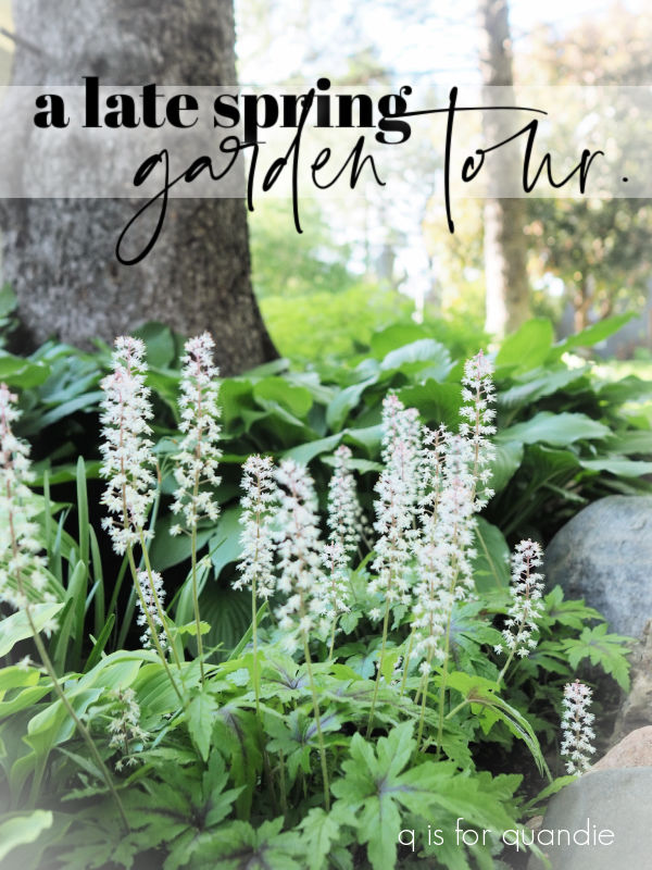 my house. – q is for quandie