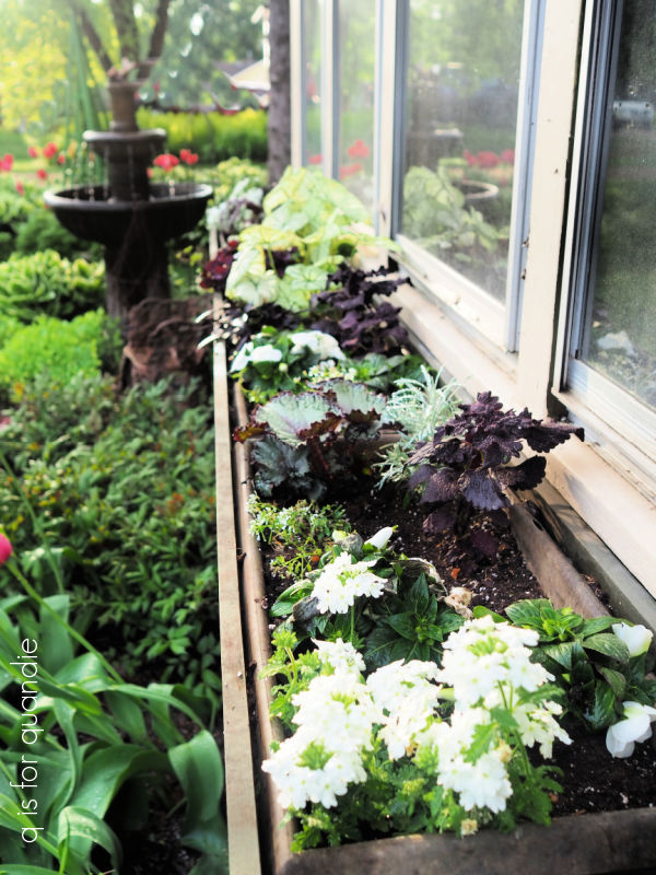 saving the rex begonias. – q is for quandie