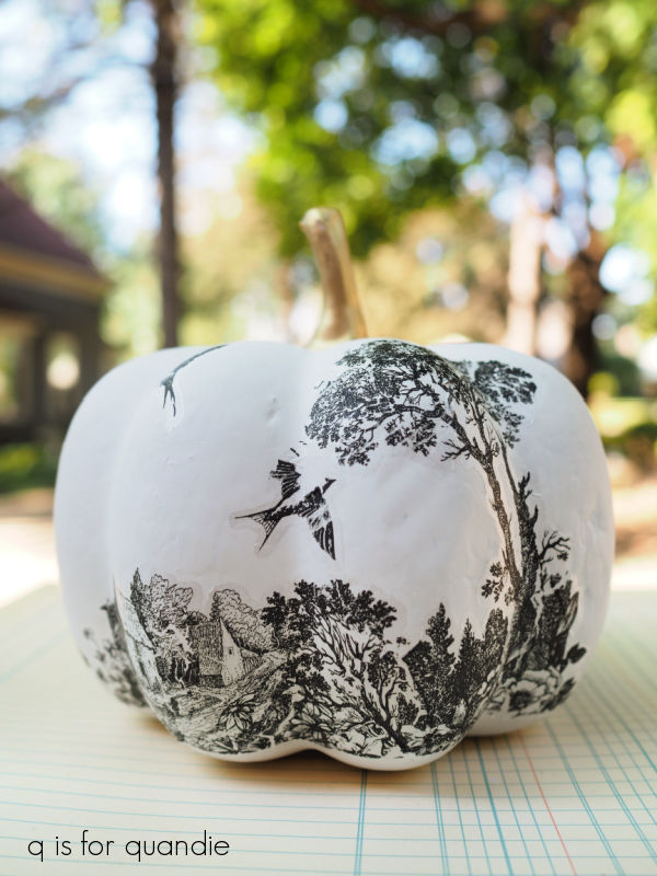 farm fresh pumpkins? – q is for quandie