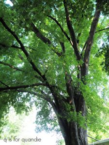 Quandie – q is for quandie