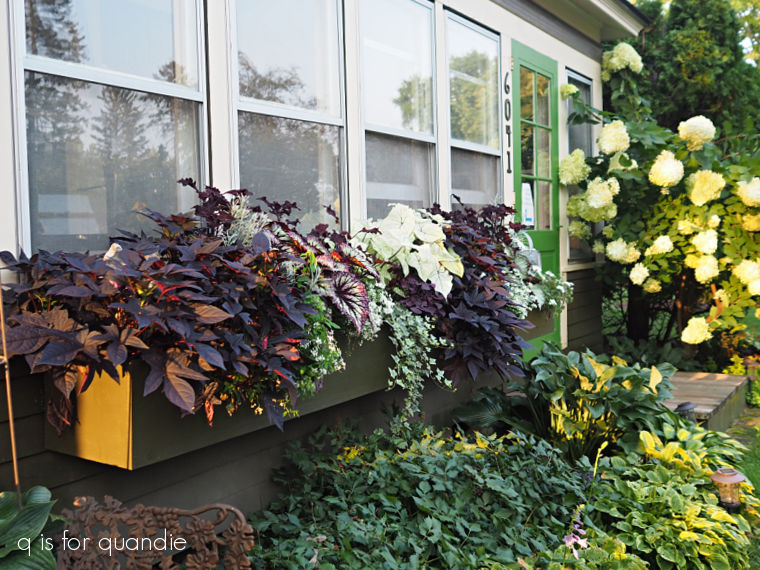 saving the rex begonias. – q is for quandie