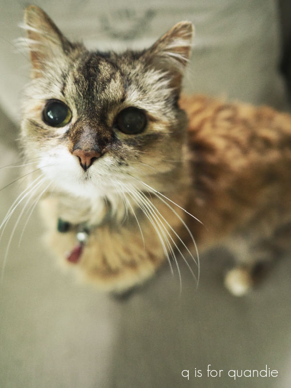 q is for quandie – from a vintage vantagepoint.